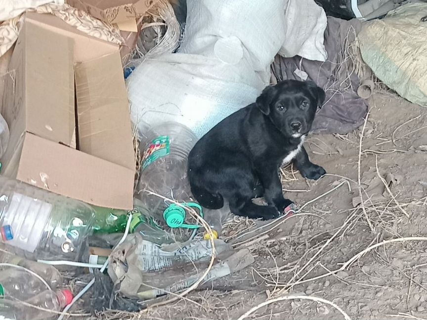 Келпи пастушок