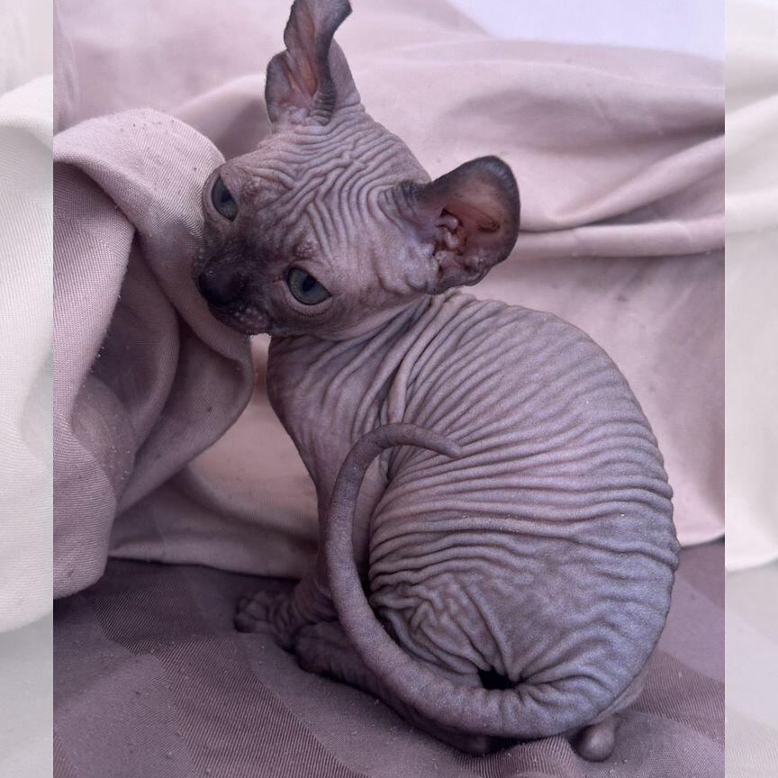 Котёнок сфинкс эльф