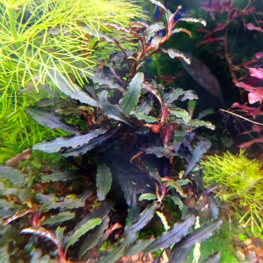 Буцефаландра Кедаганг