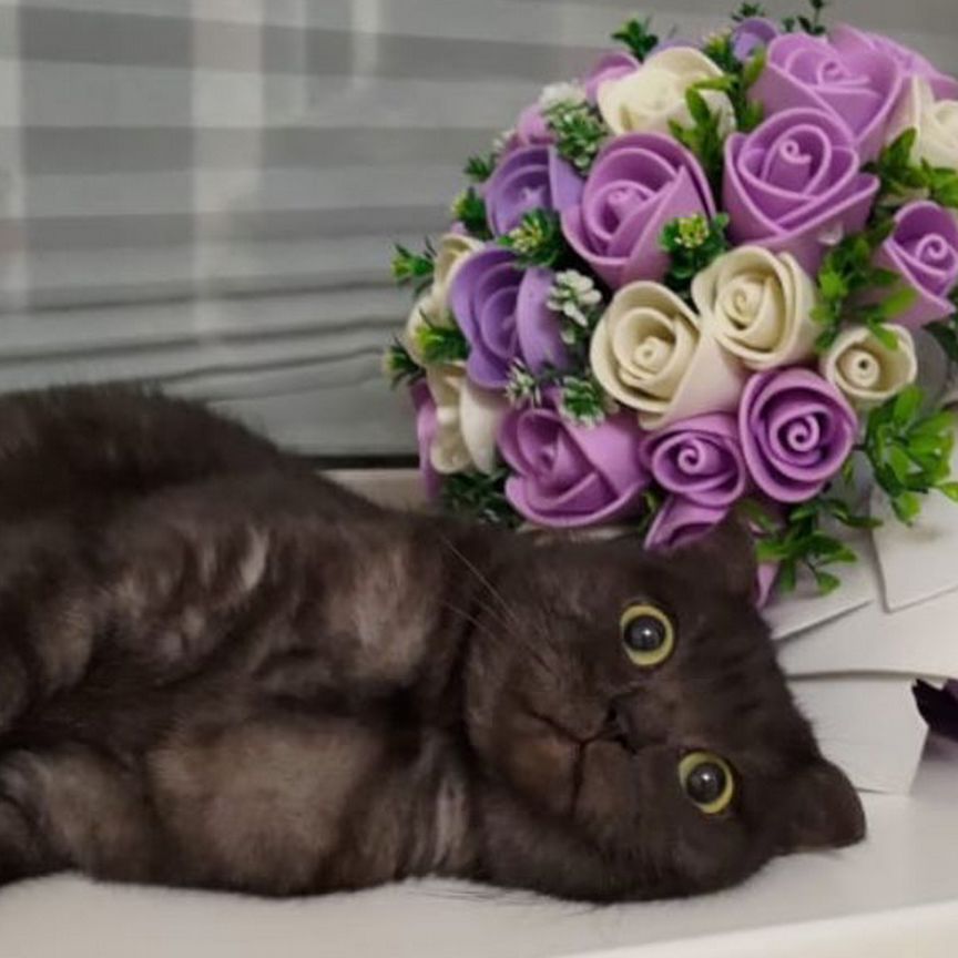 Шотландский вислоухий короткошёрстный, взрослый кот