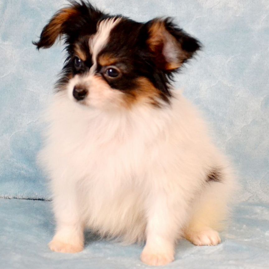 Континентальный той-спаниель папильон, щенок