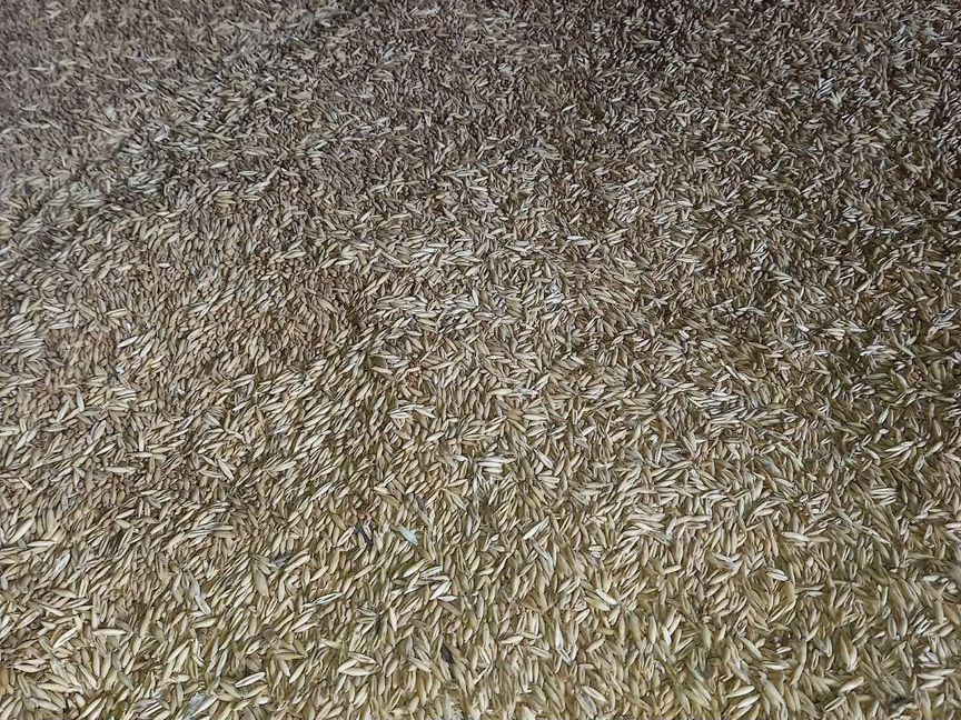 Овес,ячмень,пщеница