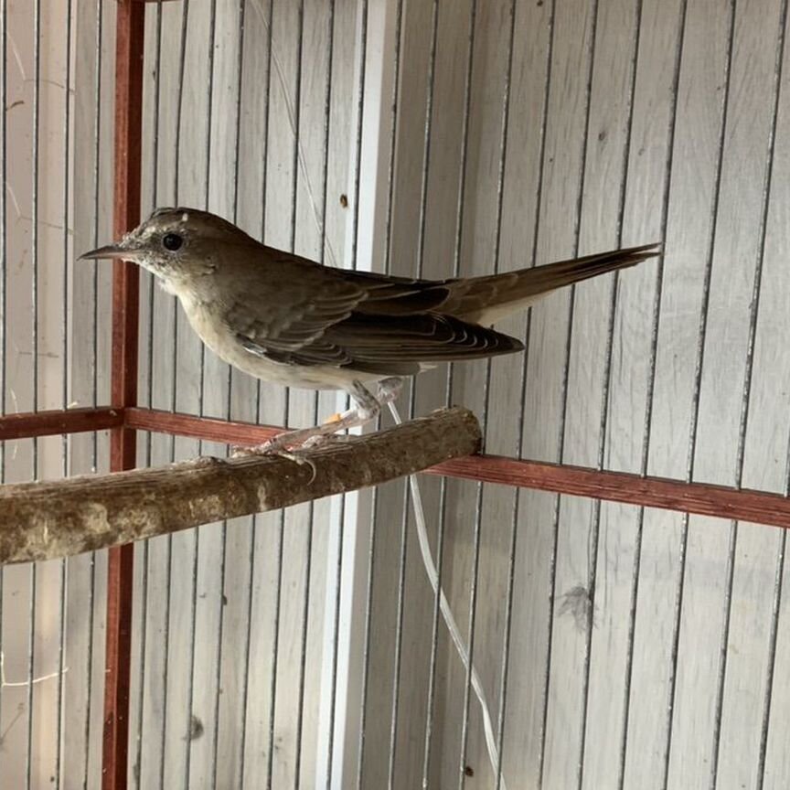 Соловьи хафиза, южный, синий и восточный