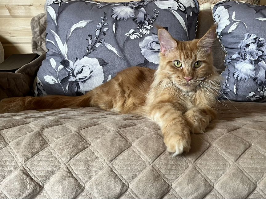 Кошки