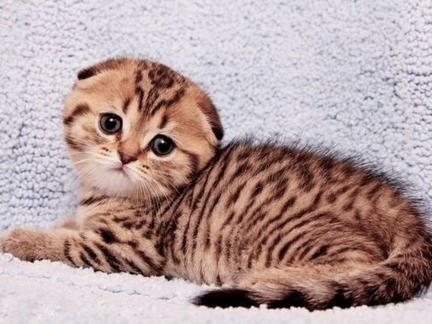 Вислоухая идеальная кошечка пятно на золоте