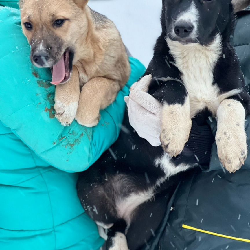 Щенки, 4 мес, в дар, с доставкой