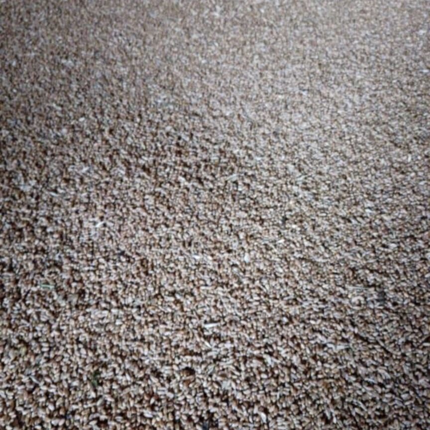 Пшеница фуражная