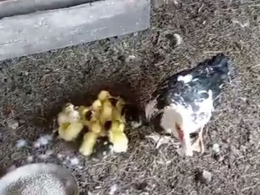 Утята индоутки