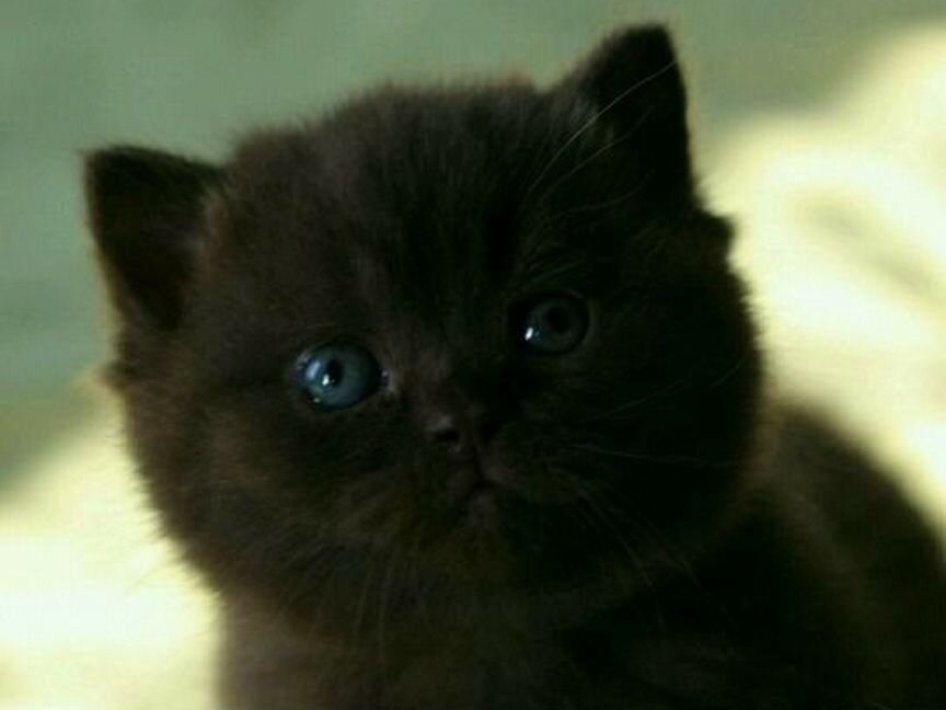 Шотландские черные котята