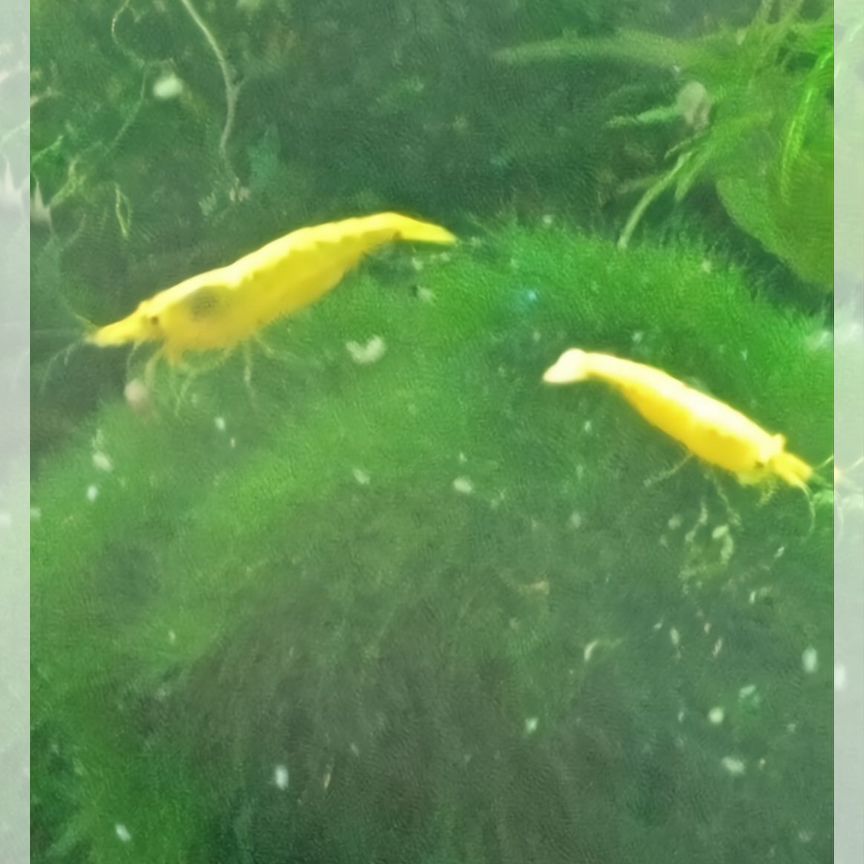 Креветки и рыбы