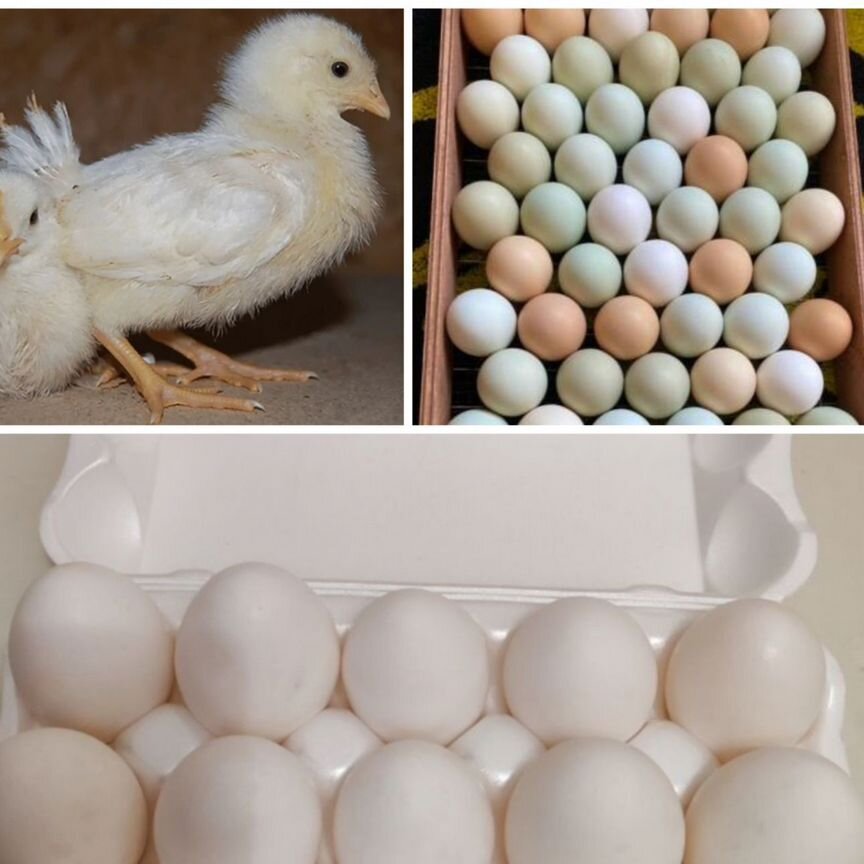 Инкубационное яйцо кур
