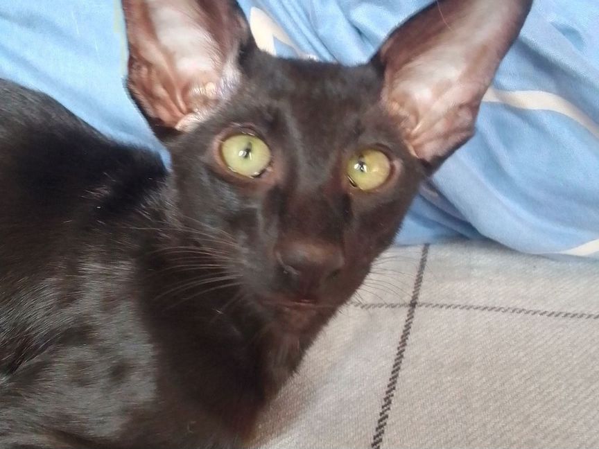 Кошки