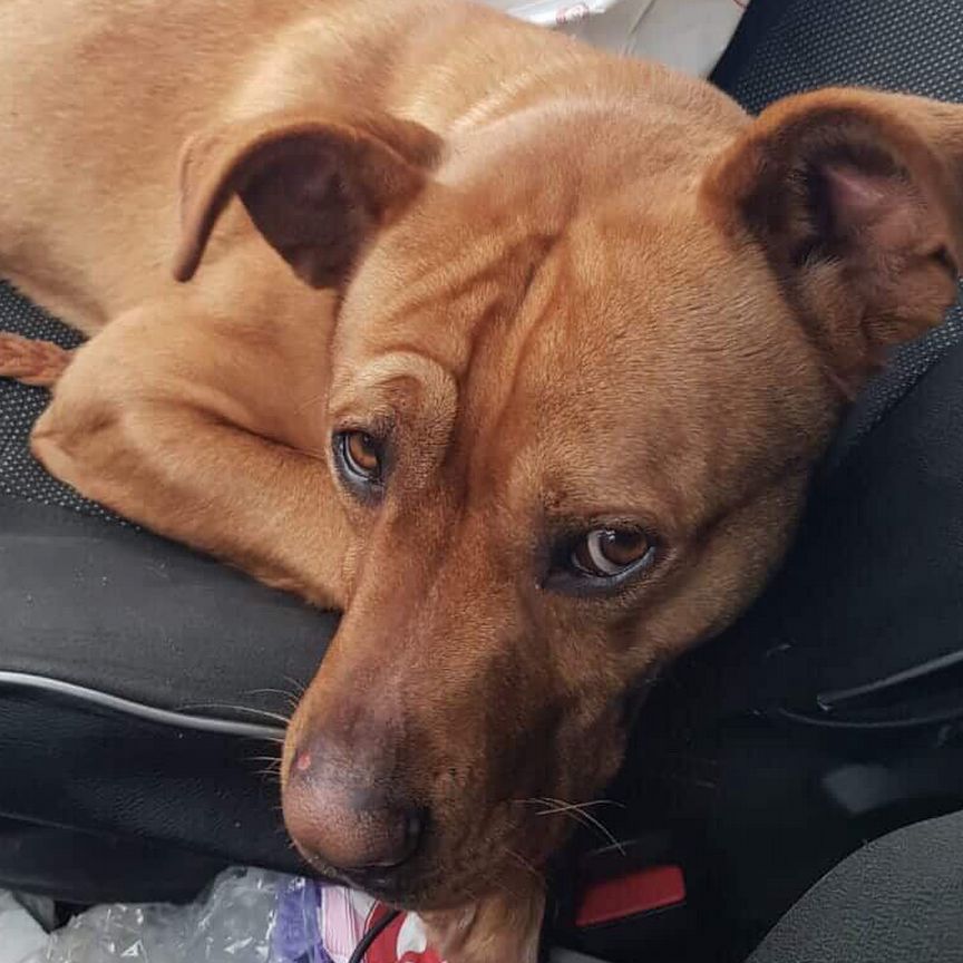 Стаффордширский бультерьер, взрослый пёс