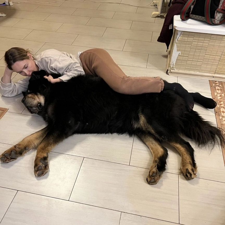 Тибетский мастиф в дар