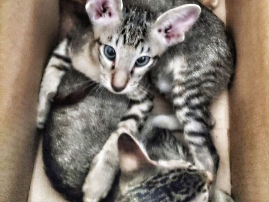 Ориентальные котята. Мальчики