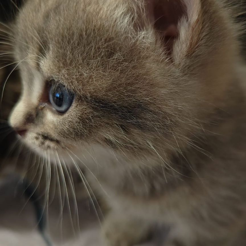 Котята второй месяц, кушают