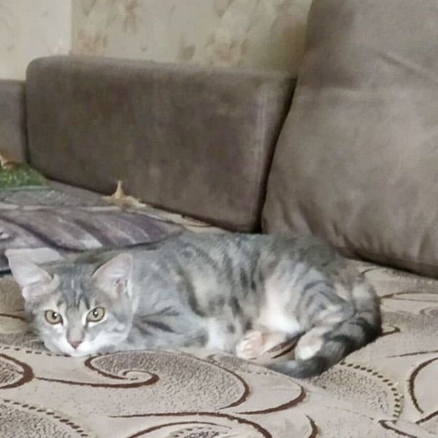 Замечательная юная кошечка ищет хозяев