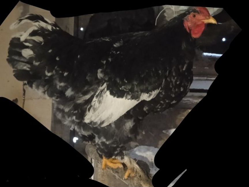 Молодые петухи