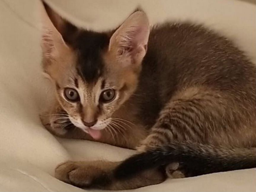 Чаузи котёнок