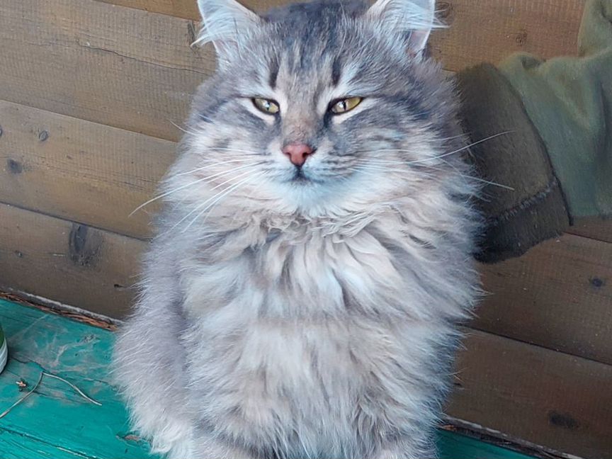 Котик ищет дом