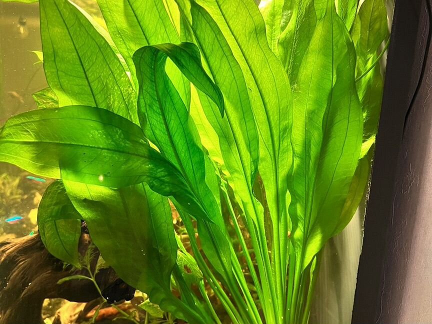 Эхинодорус