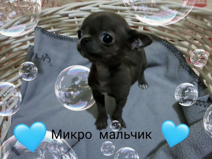 Чихуахуа мини и micro. Девочка и мальчики 3 мес