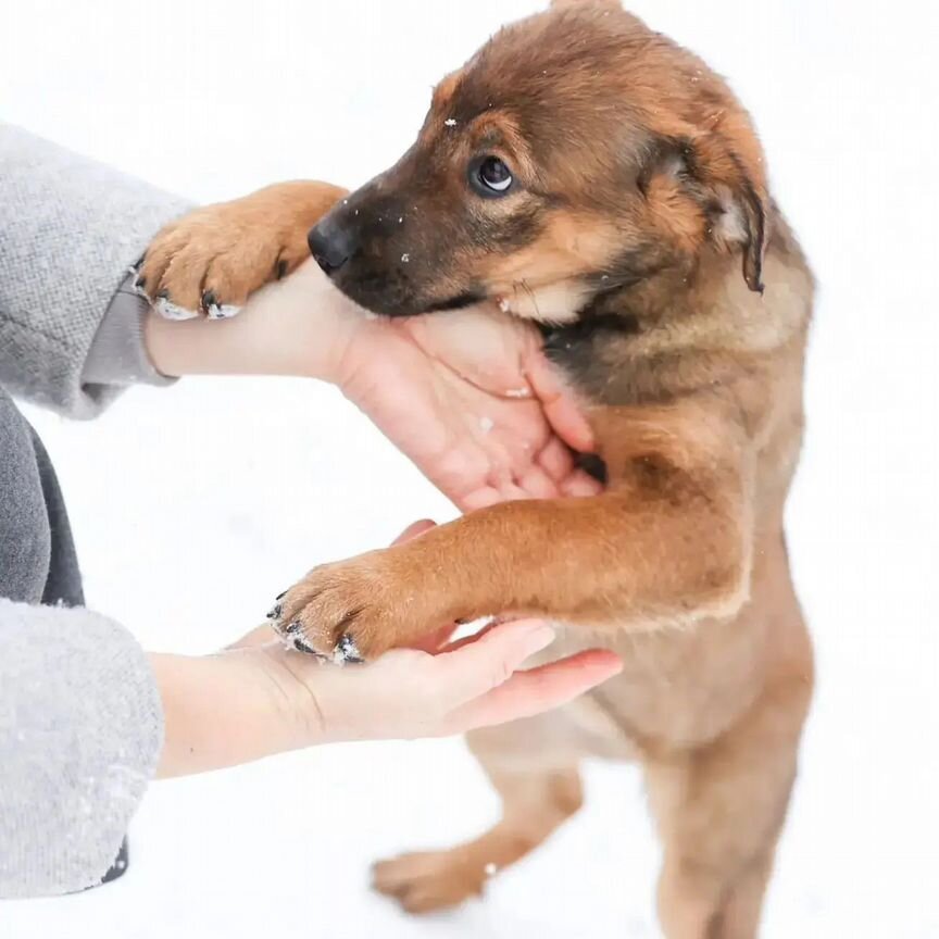 Их четверо и только Вы можете им помочь