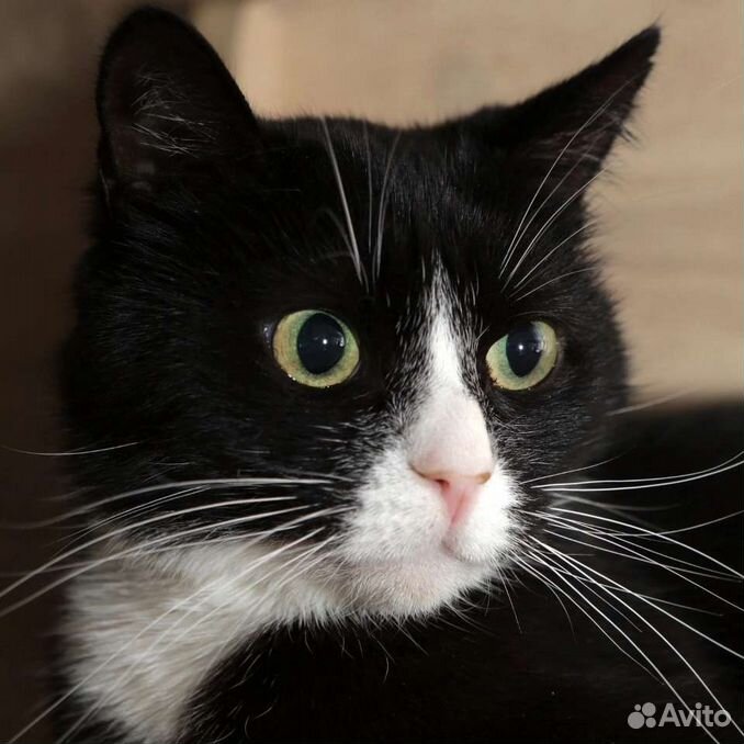 Кошка Марго 3,5 года