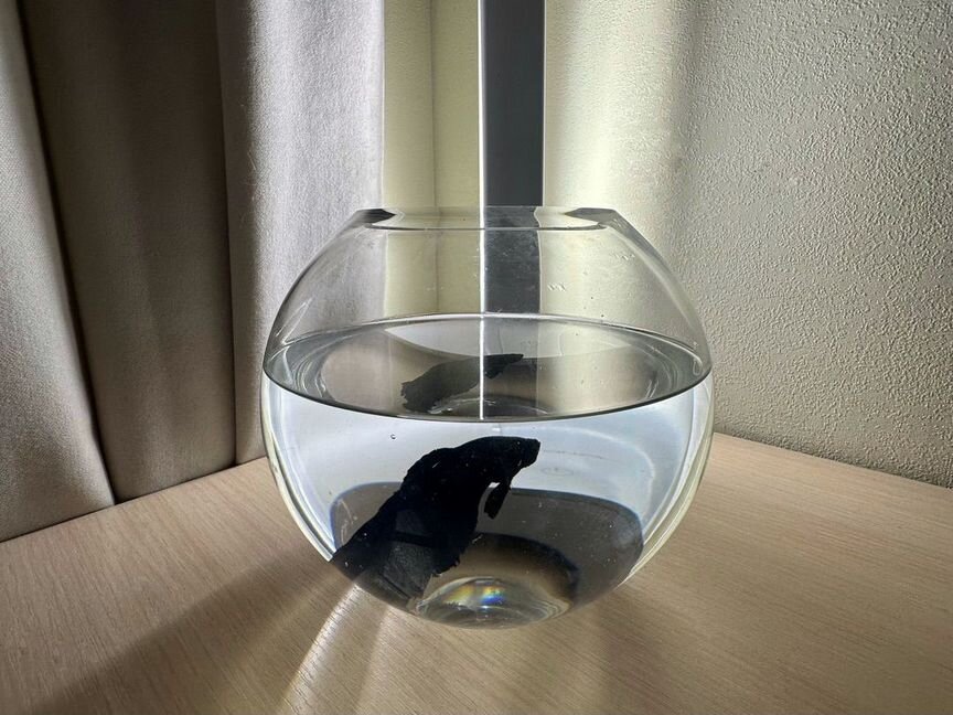 Рыбка петушок самец