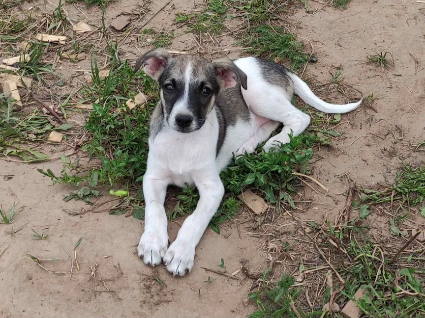 Щенок девочка Стелла от маленькой собаки ищет дом