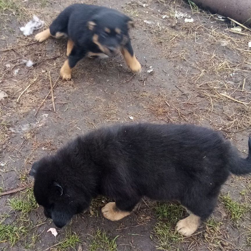 Немецкая овчарка, щенок