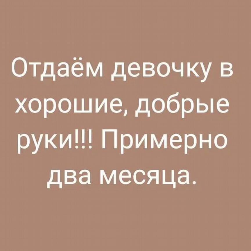 Маленькая собачка в добрые руки