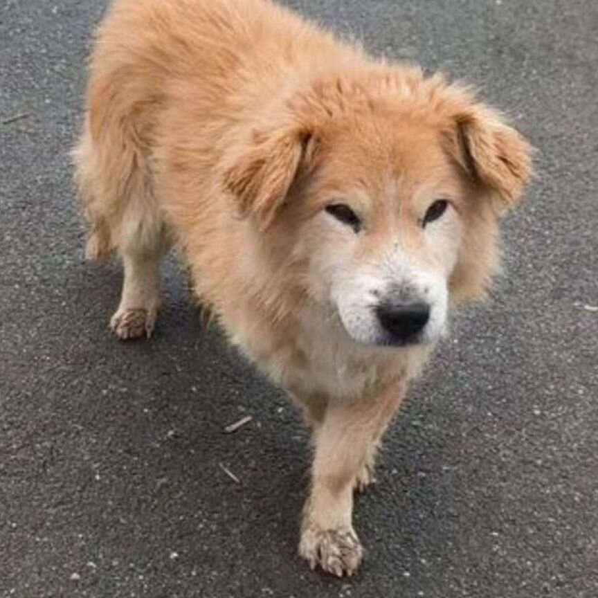 Взрослый пёс в добрые руки