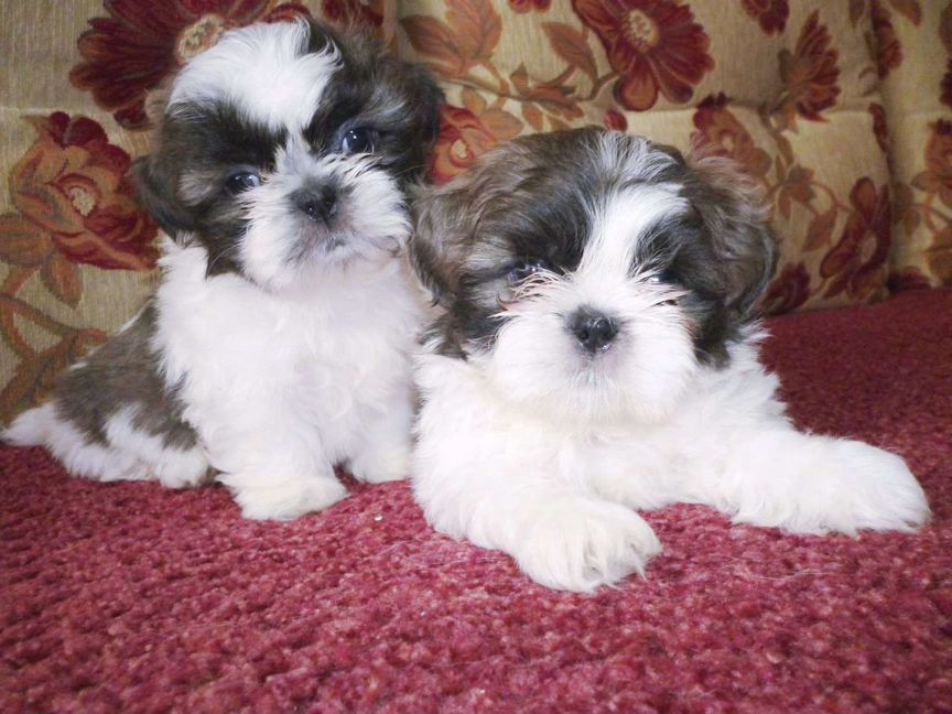 Обояшки шит цу