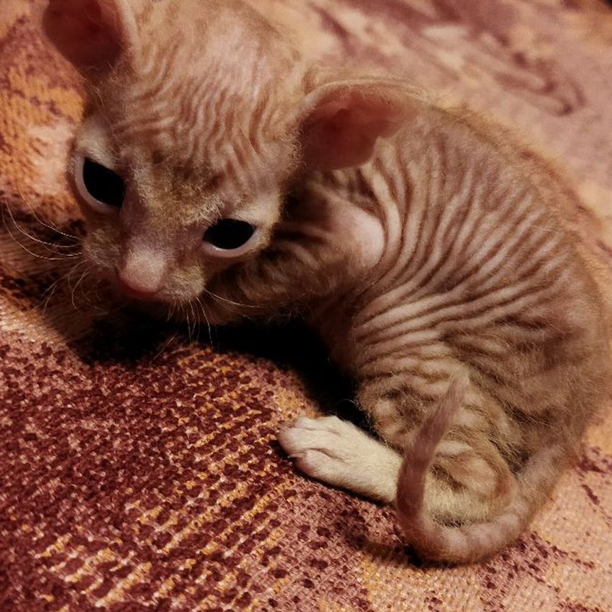 Продам котёнка сфинкс