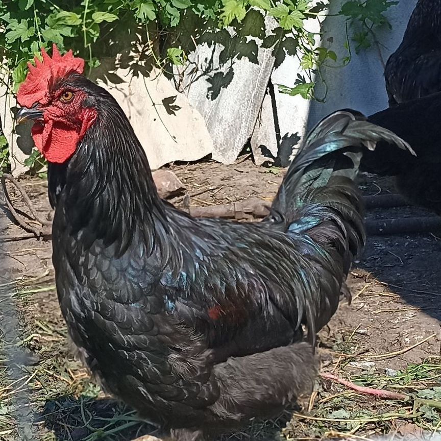 Молодые петухи