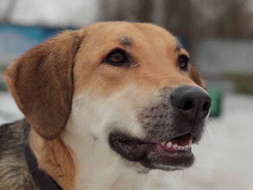 Красивая Лило ищет дом