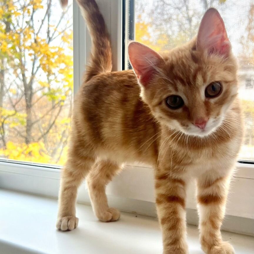 Рыжий котенок ищет дом