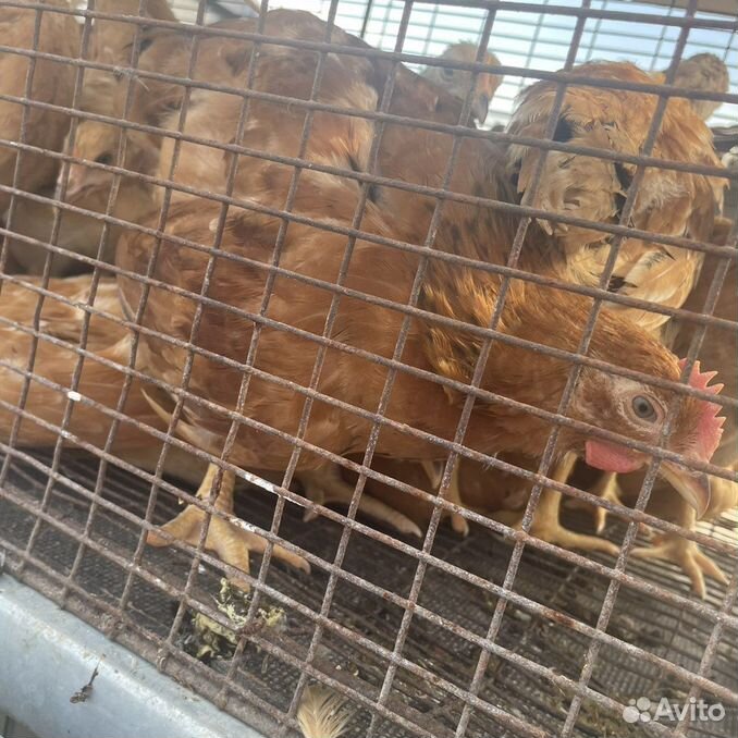Цыплята бройлеры и плимутрок