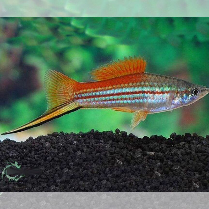 Меченосец Альвареса