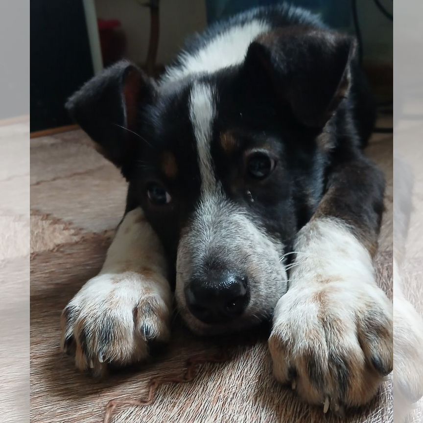 Щенок в добрые руки