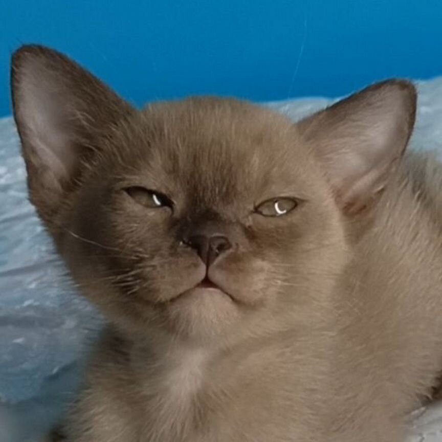 Бурманскии малыш