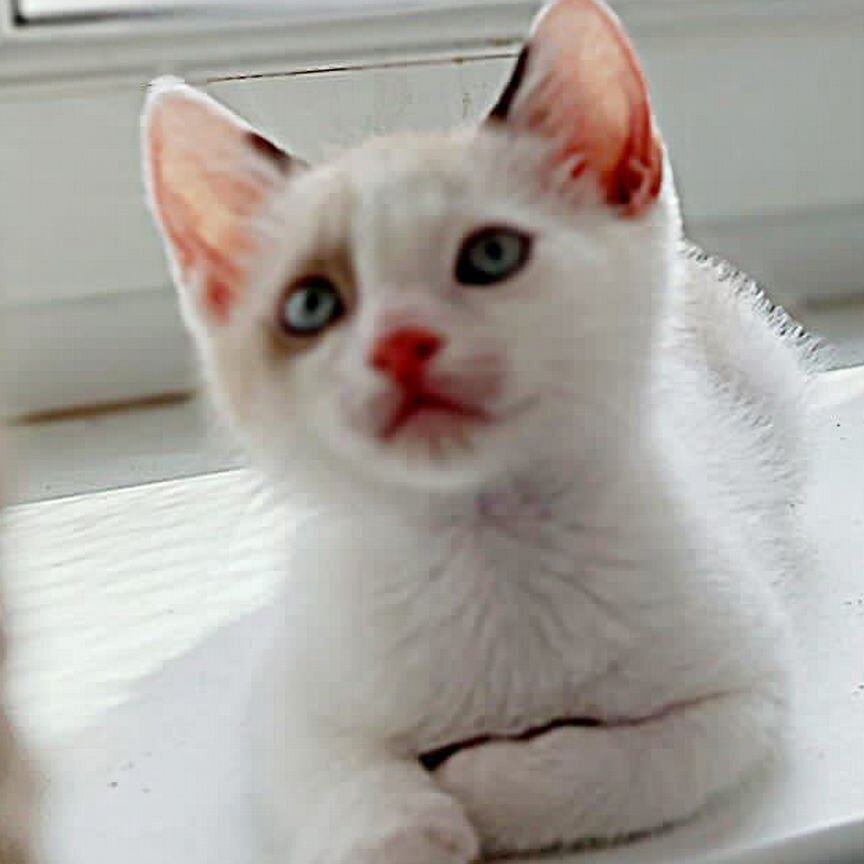Котенок сноу-шу