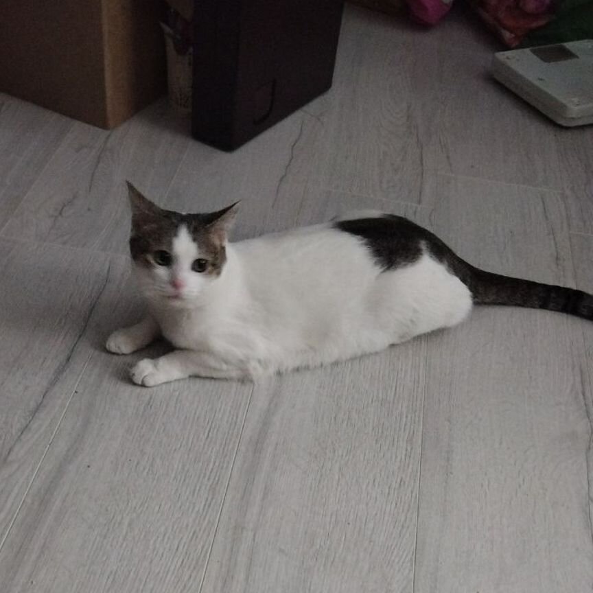 Мэнкс, взрослый кот