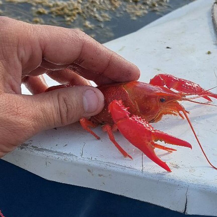 Малек Флоридского рака