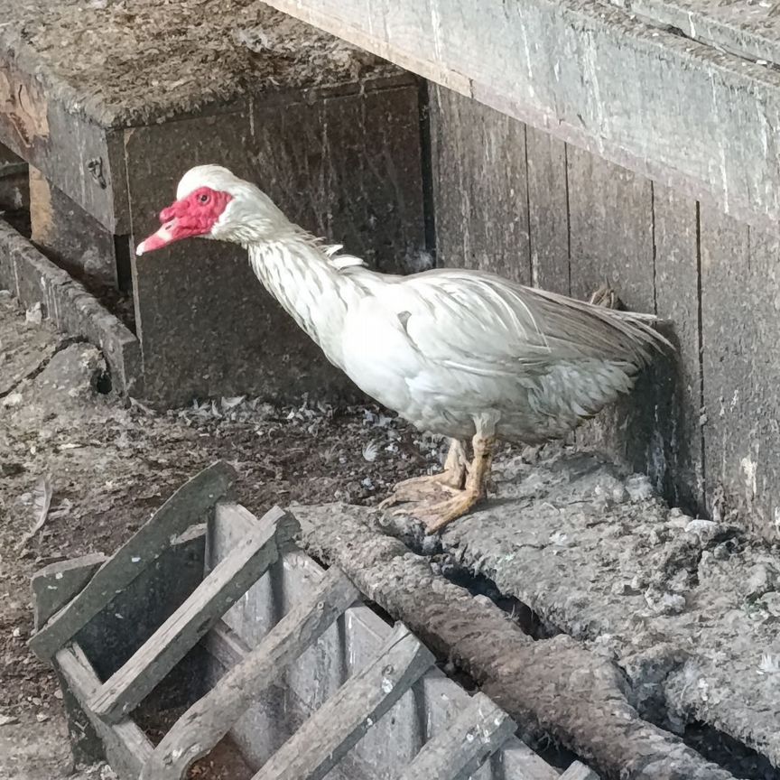 Индоутка (самец)