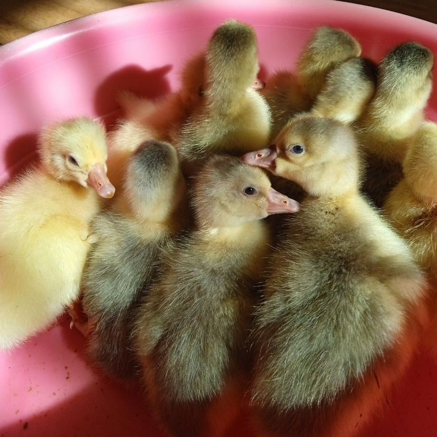 Гусята породы Линда