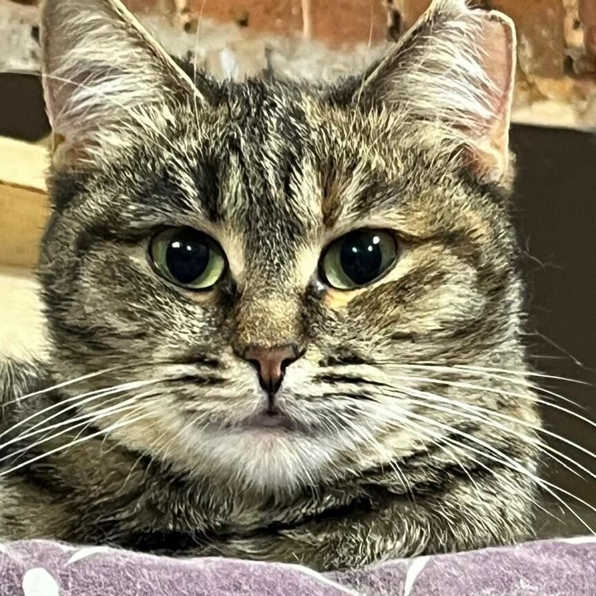 Полосатая кошка Юта в добрые руки