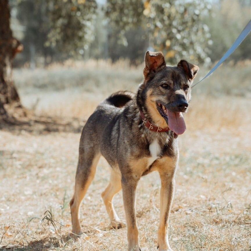Рикки пропадает в приюте