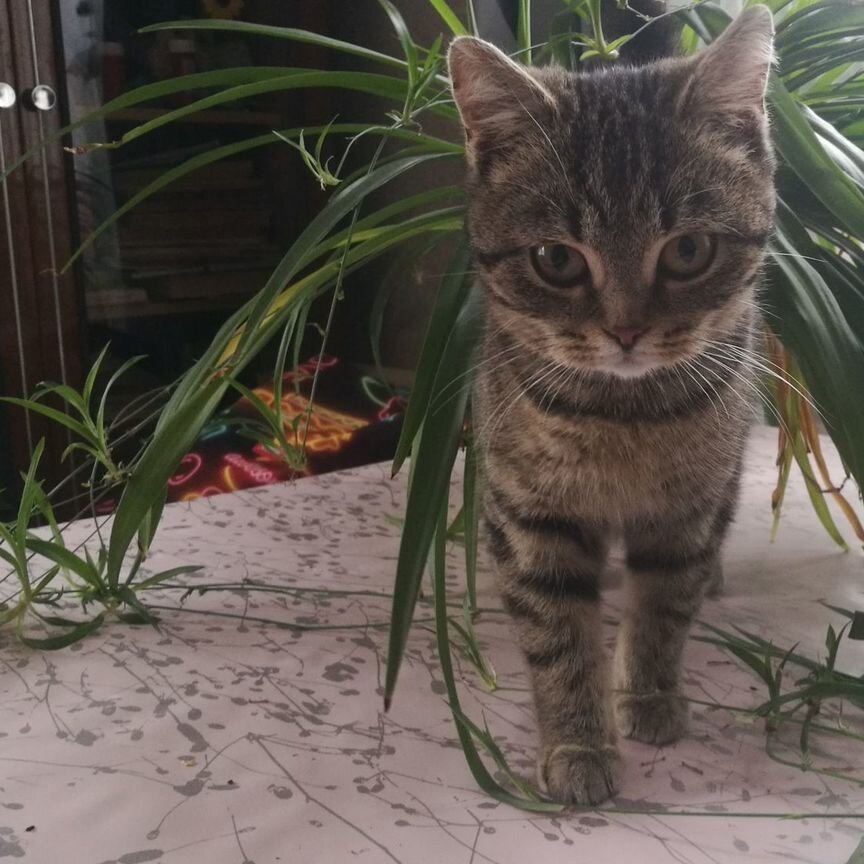 Кошечка. Котенок
